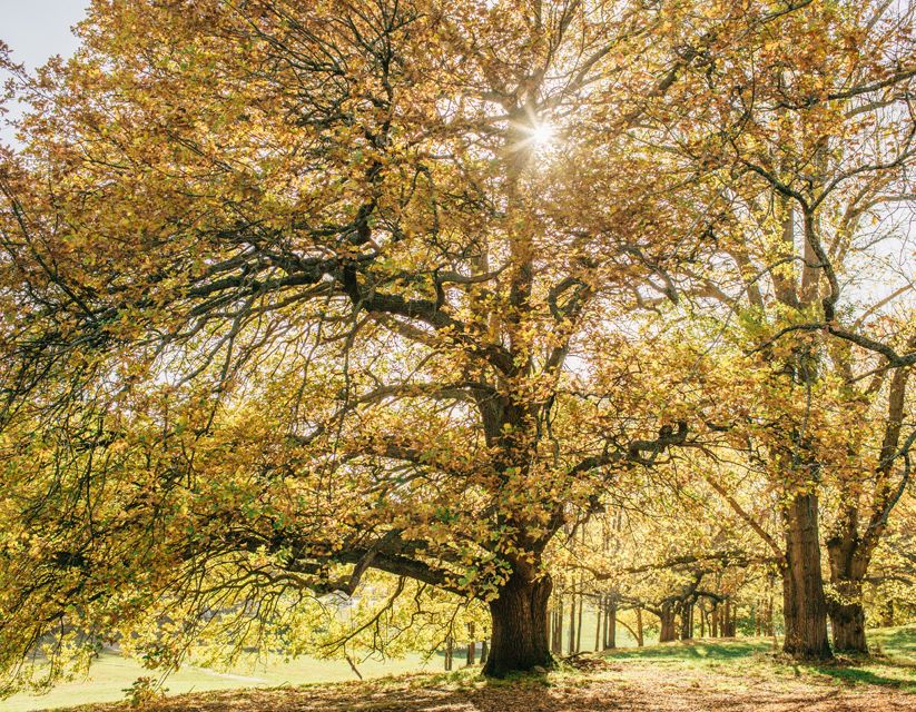 Gisborne South, VIC Property Market & House Prices | Woodards